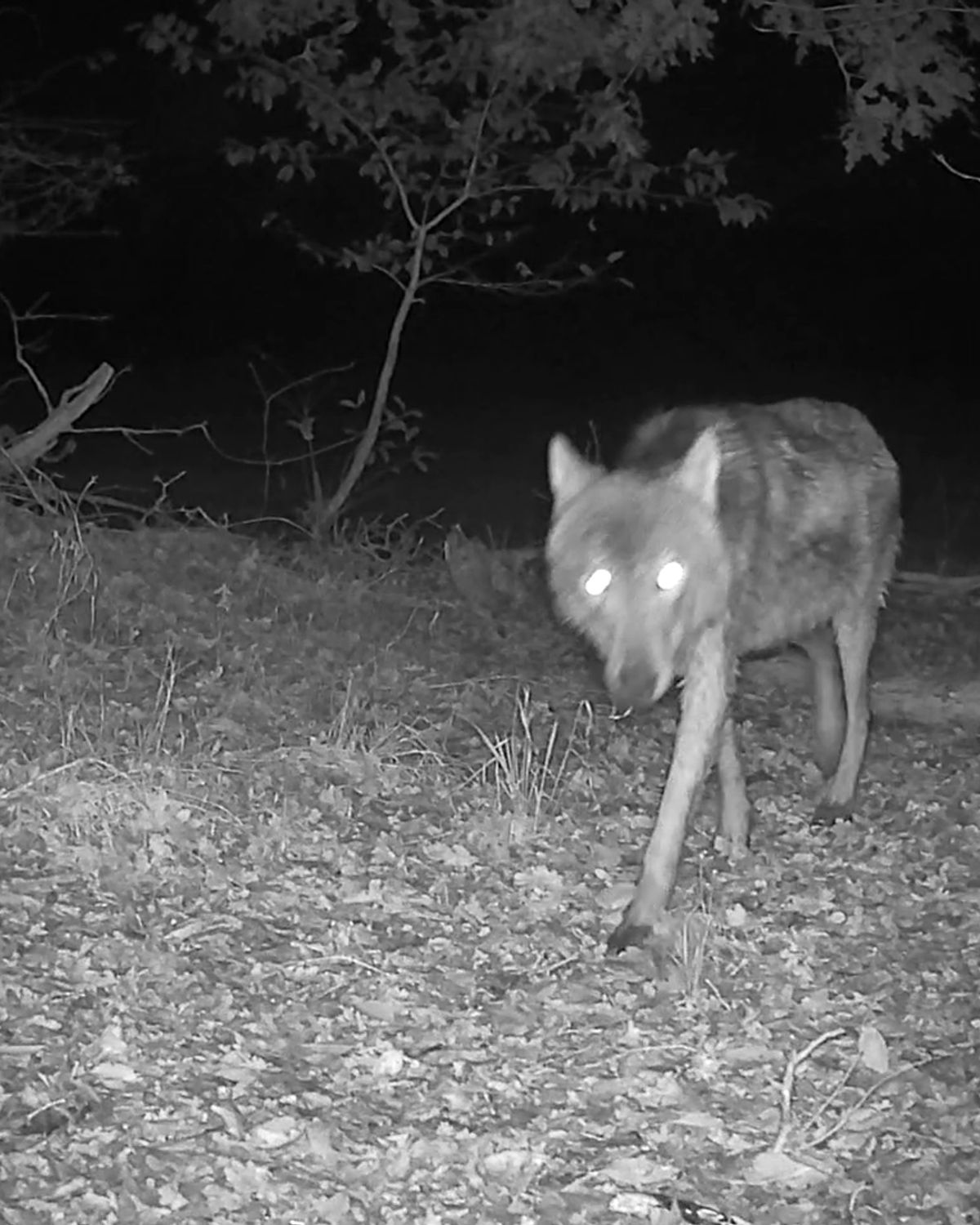 Probleemwolf beet vrouw Den Treek, provincie wil dier afschieten - RTV ...