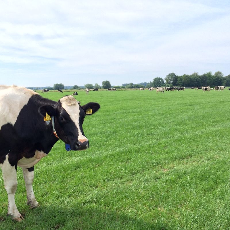 Boeren met land in een provinciaal natuurbeheerplan kunnen subsidie ...