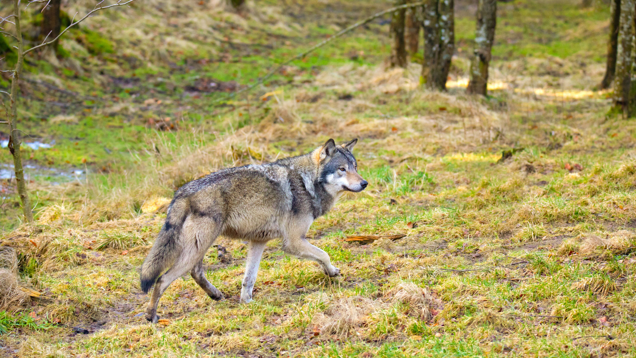 'Wolf Groote Heide springt over hekken met stroomdraad' - L1 Nieuws