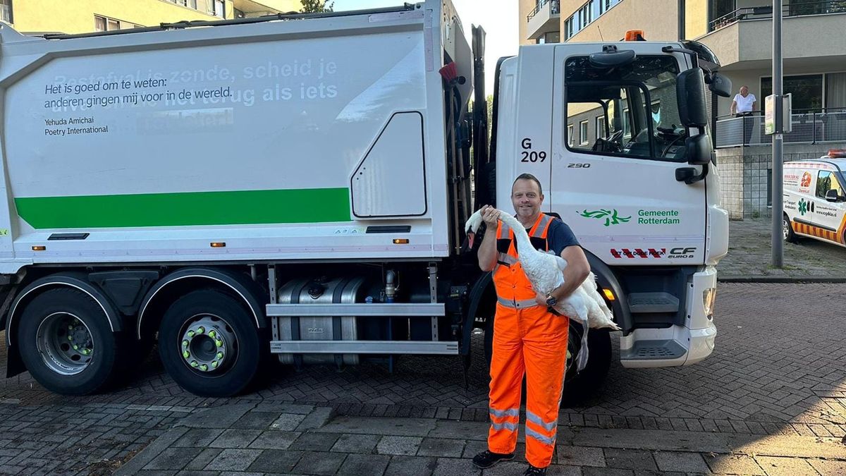 Vuilnisman Patrick redt gewonde zwaan van druk kruispunt bij Erasmusbrug - Rijnmond