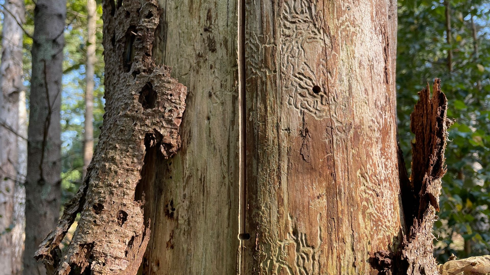 Dode bomen maken droogte zichtbaar én bieden kansen - Omroep Gelderland