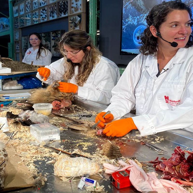 Overleden oehoe at rat als galgenmaal, denken onderzoekers - Omroep ...