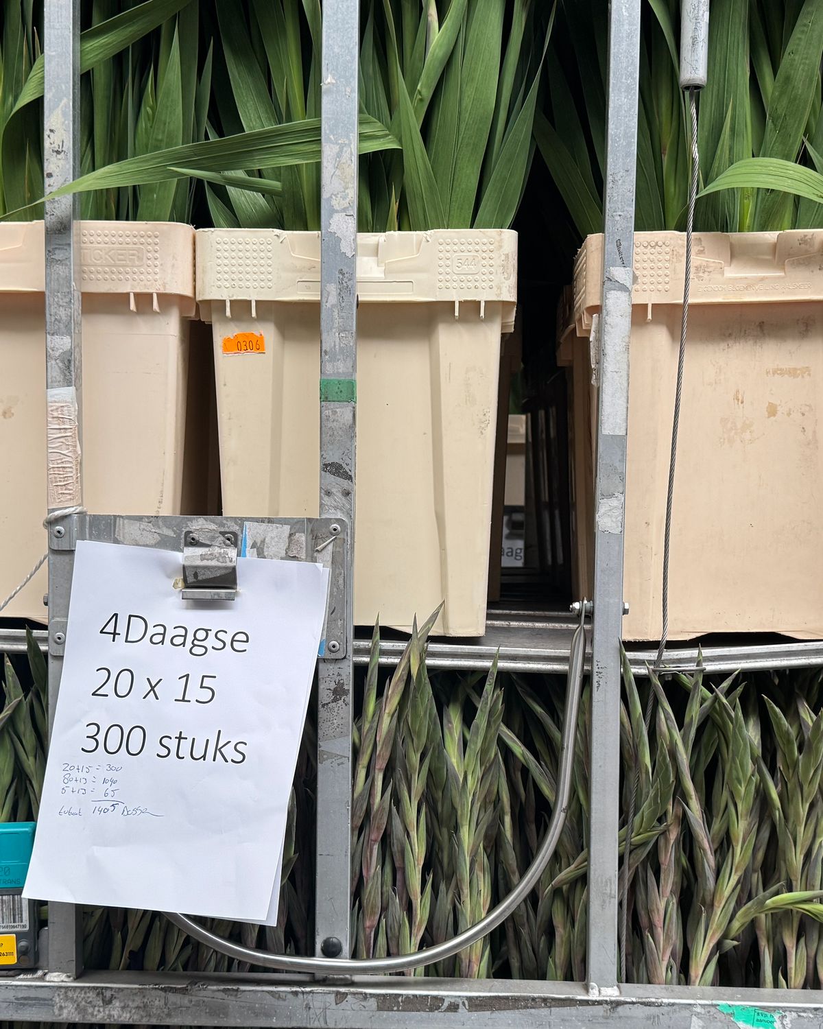 Traditie in bloei: Limburgse gladiolen hét symbool voor uitlopen Nijmeegse Vierdaagse - L1 Nieuws