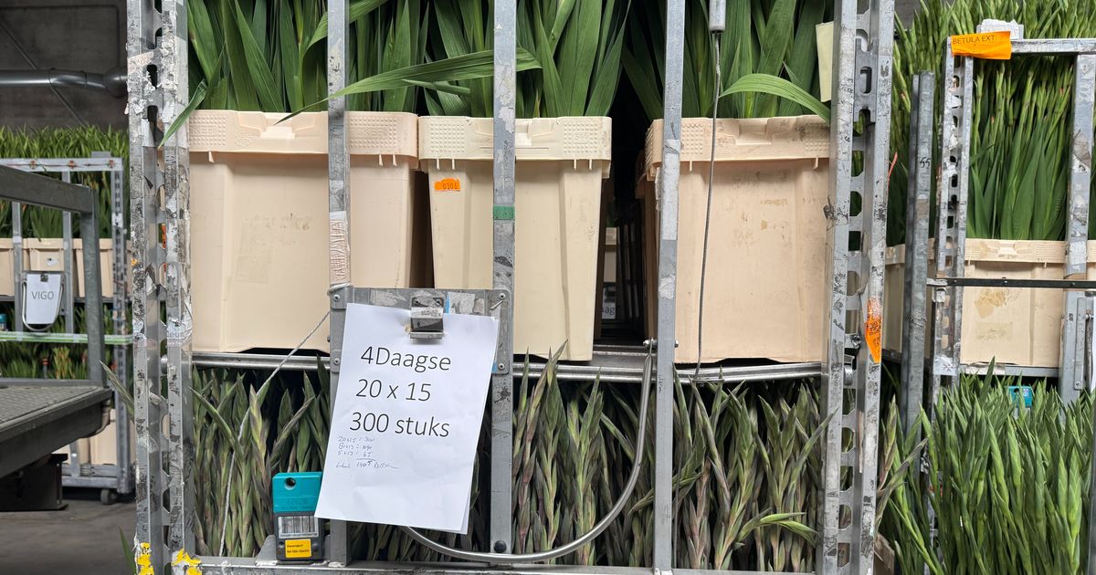 Traditie in bloei: Limburgse gladiolen hét symbool voor uitlopen Nijmeegse Vierdaagse - L1 Nieuws