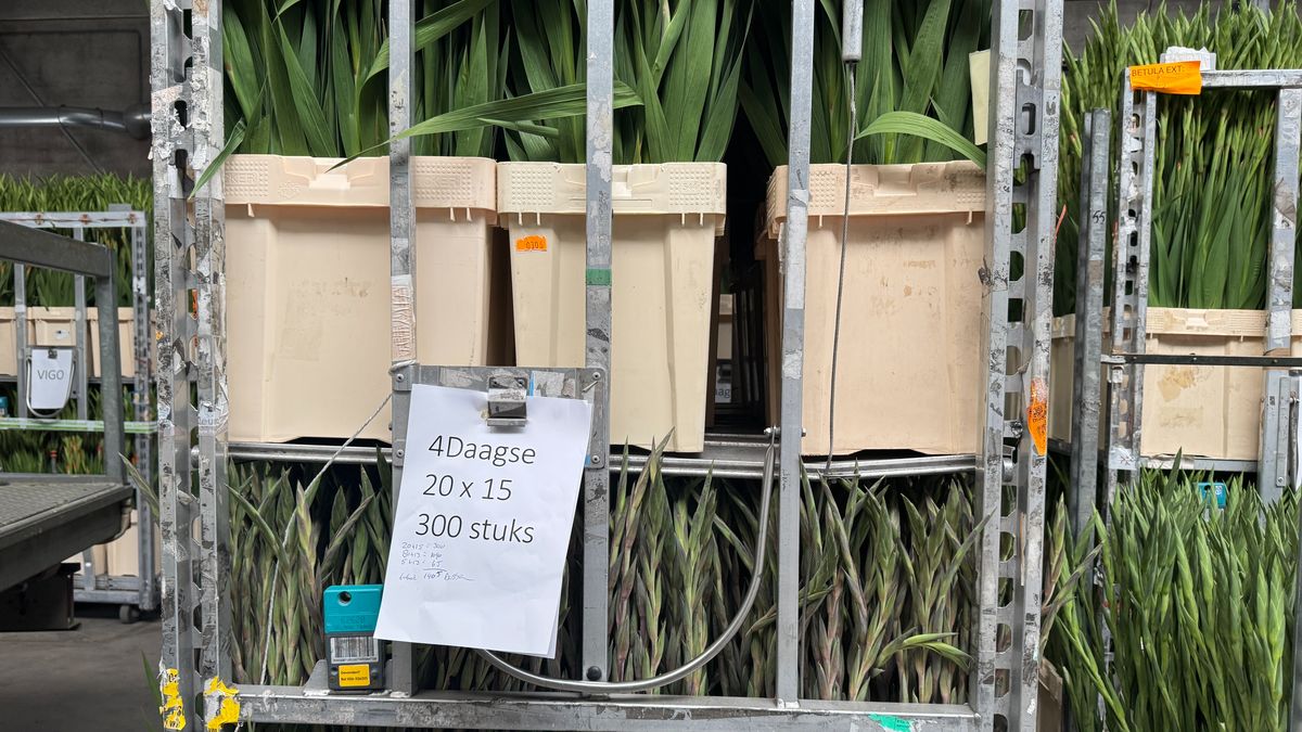 Traditie in bloei: Limburgse gladiolen hét symbool voor uitlopen ...