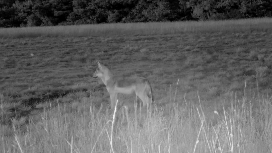 Zeven wolvenwelpen op wildcamera gezien in Drents-Friese regio - RTV ...