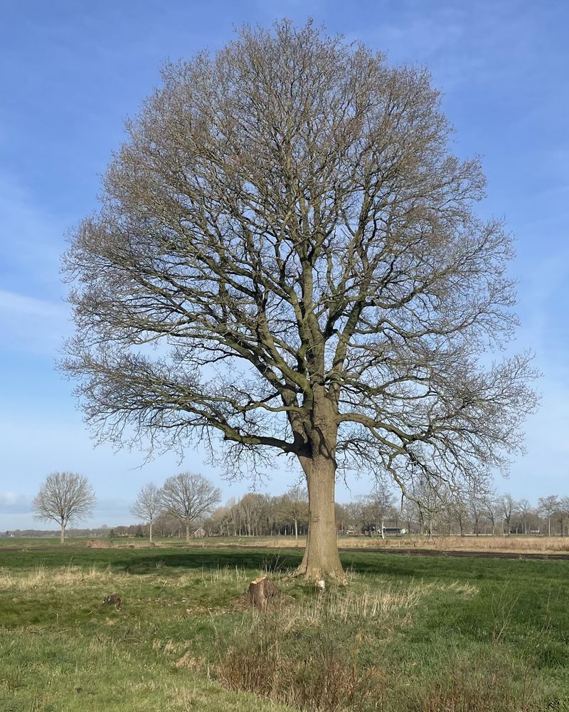 Monumentale boom met tumultueuze geschiedenis maakt kans op titel Boom ...