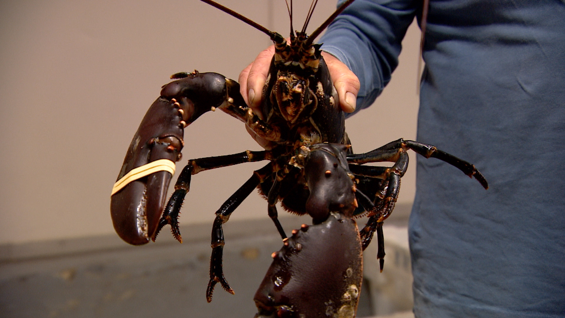 Visser vrijgesproken van overtreden regels: 'Ik was het pispaaltje ...