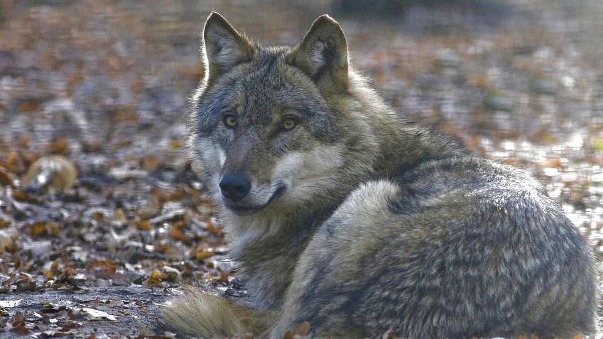 Wolf vestigt zich definitief in Drenthe - RTV Drenthe