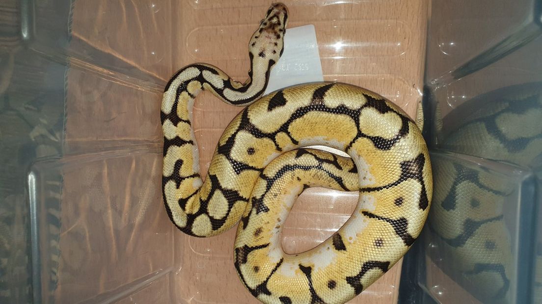 Studenten opgeschrikt door koningspython - Omroep West