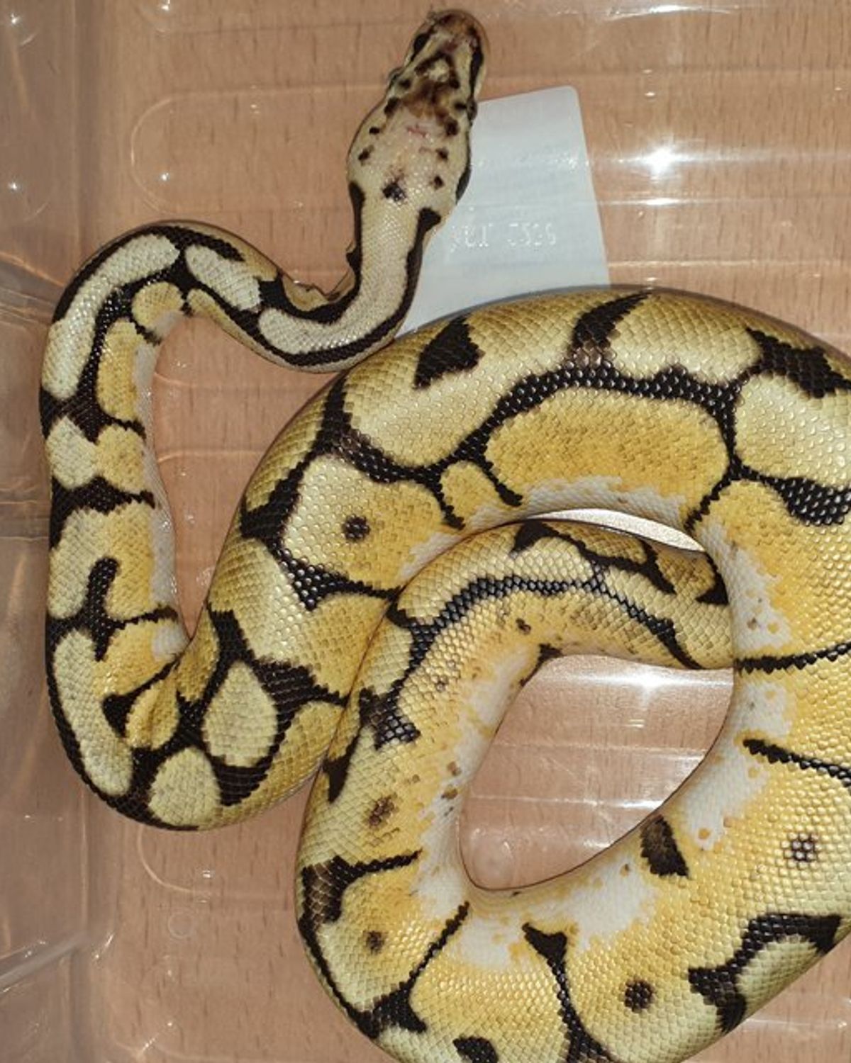 Studenten opgeschrikt door koningspython - Omroep West