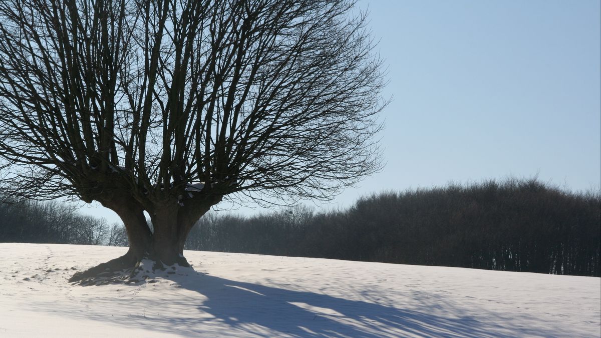 Natuur en Zo: Column Henry de Hoon - Boom van het jaar - L1