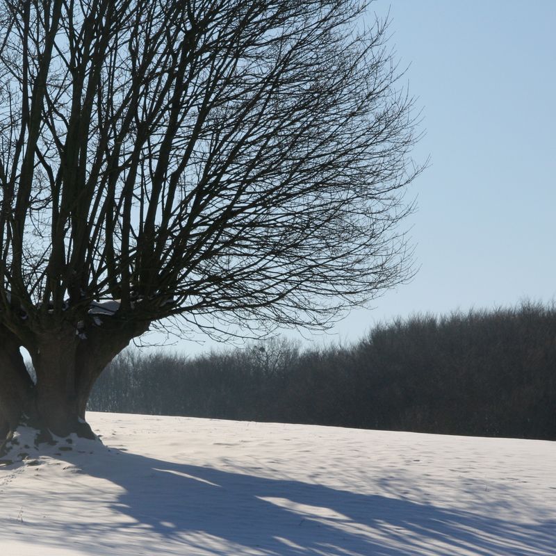 Natuur en Zo: Column Henry de Hoon - Boom van het jaar - L1