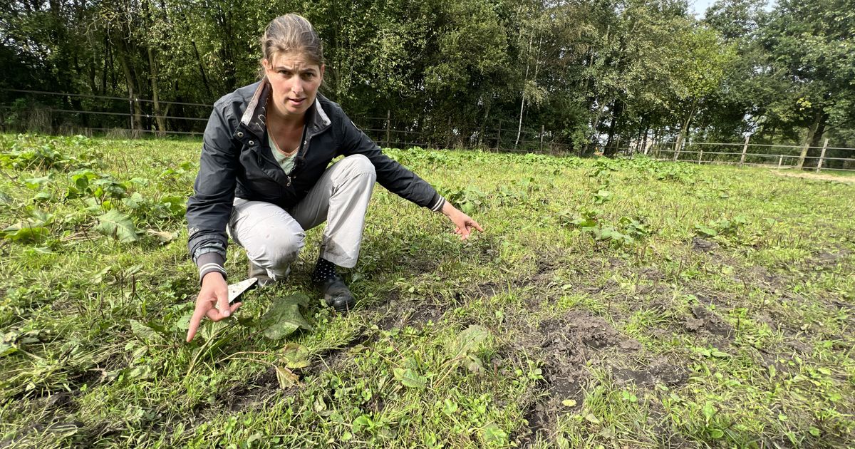 Wolf legt zich in Drenthe meer toe op het aanvallen van grootvee - RTV ...