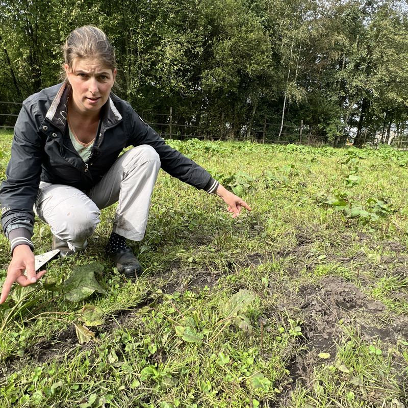 Wolf legt zich in Drenthe meer toe op het aanvallen van grootvee - RTV ...