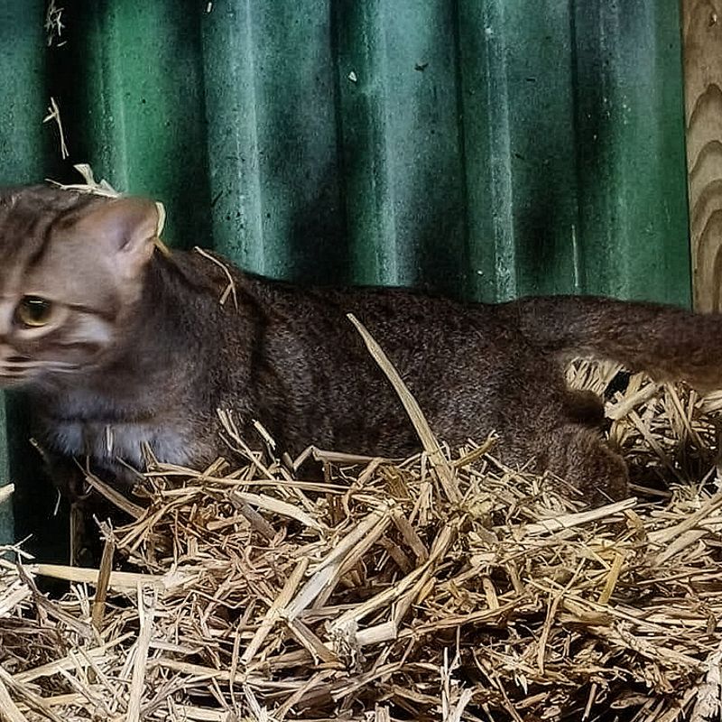 Uniek in Nederland: Faunapark Flakkee vangt deze bedreigde katachtige ...