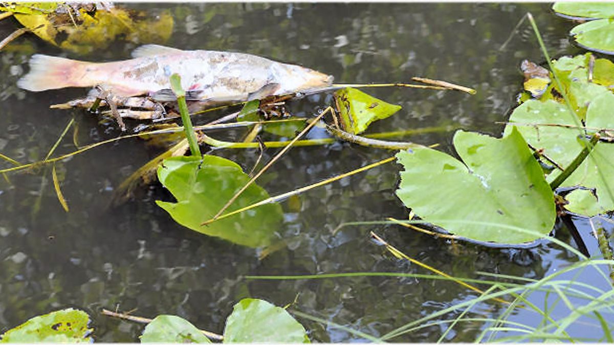 Dode vis last voor sportvissers - RTV Drenthe