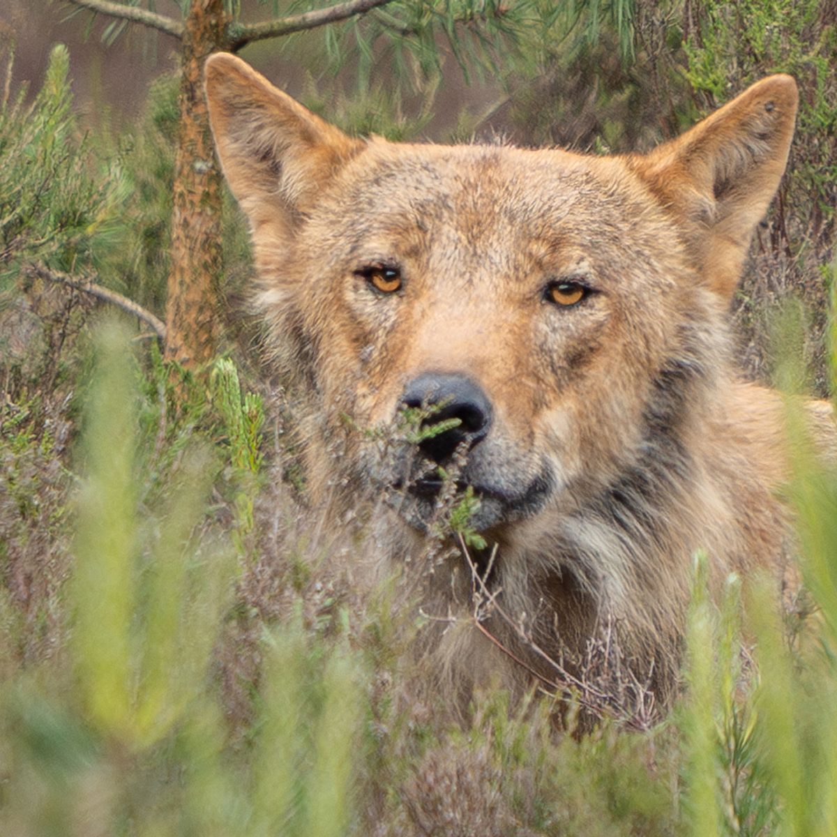 Jager schiet wolf dood op Utrechtse Heuvelrug, mogelijk probleemwolf ...
