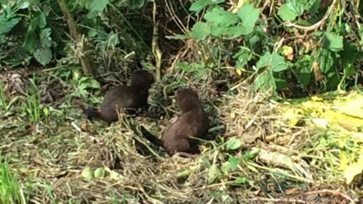 Unieke foto's van jonge bunzingen in Hoogvliet - Rijnmond