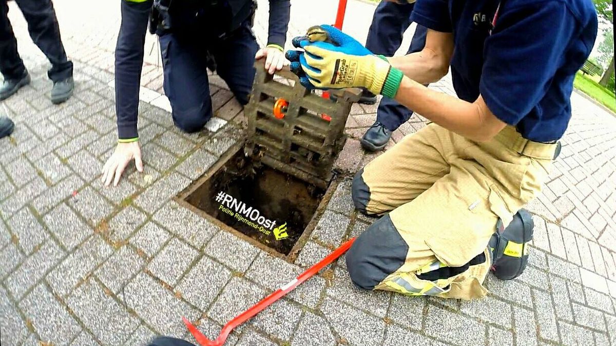 Politie en brandweer redden eendje uit rioolput - Rijnmond