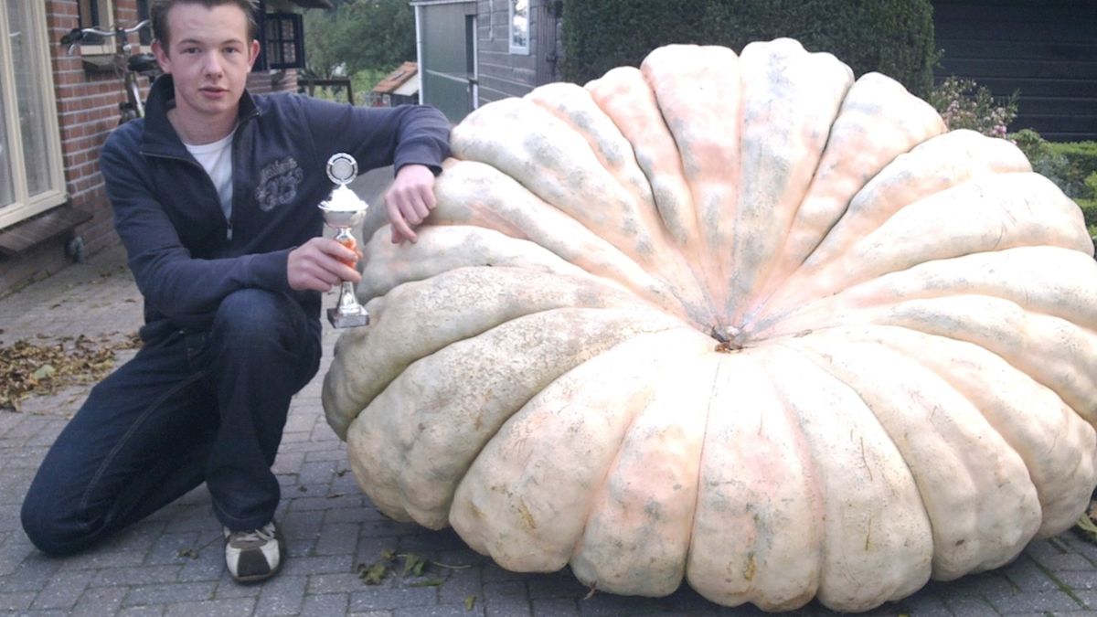 Grootste pompoen van NL in Kamperzeedijk - Oost