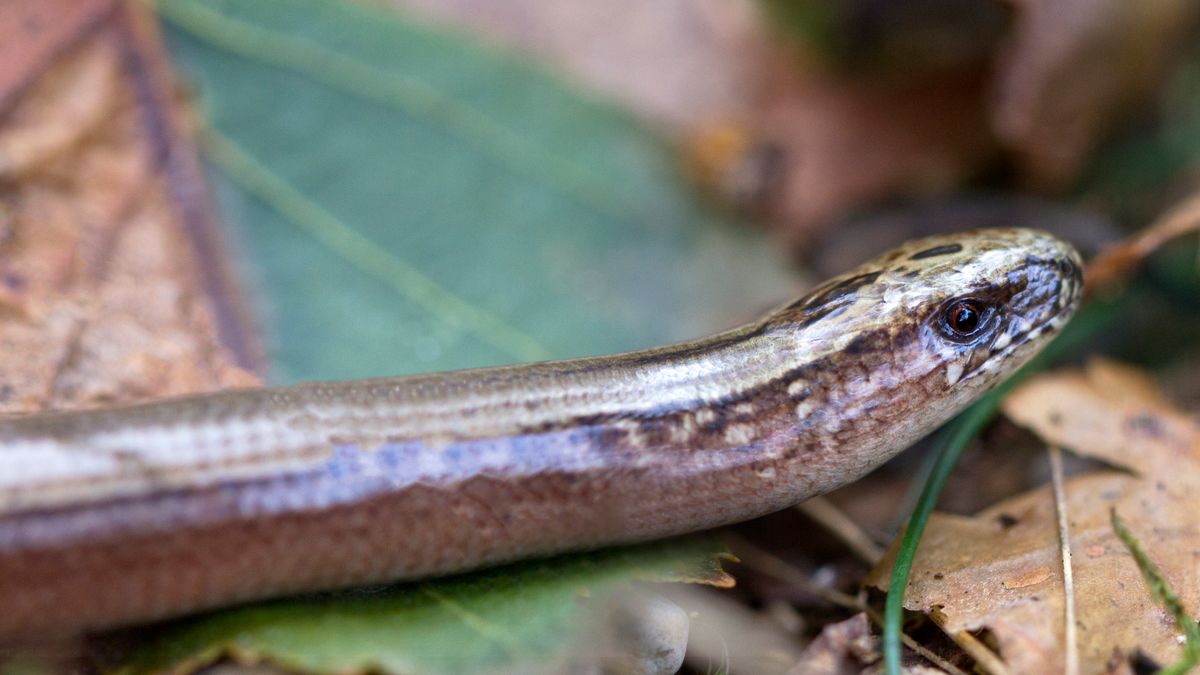 Een hazelworm kan wél met zijn ogen knipperen - Omroep Gelderland