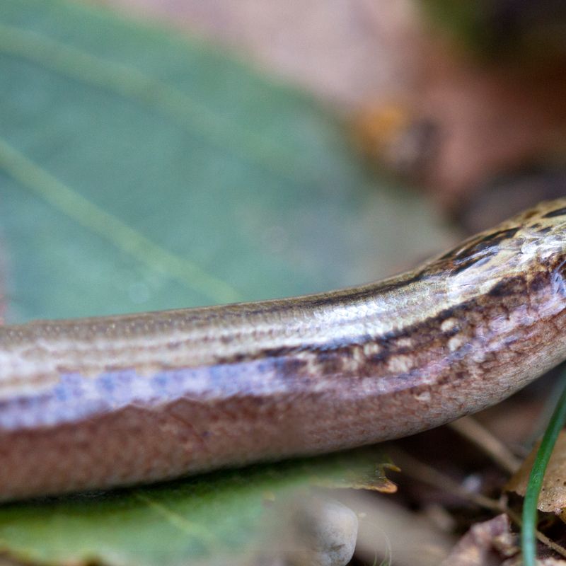 Een hazelworm kan wél met zijn ogen knipperen - Omroep Gelderland