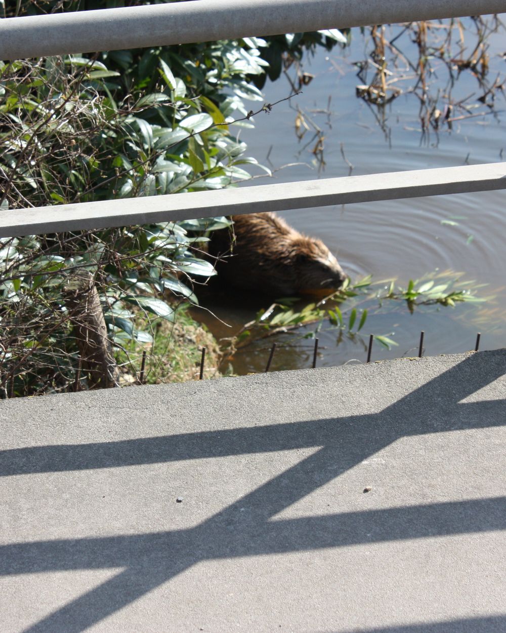 Bever in Zuidlaren legt burcht aan - RTV Drenthe
