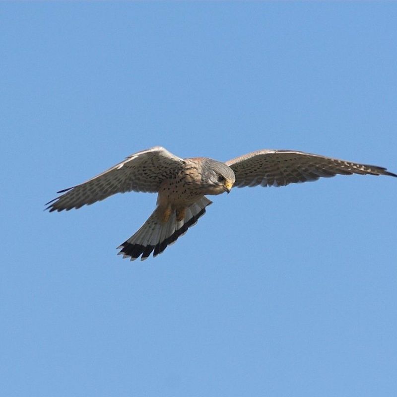 Dit zijn de genomineerden voor de eerste Groene Anjer Prijs - RTV Drenthe