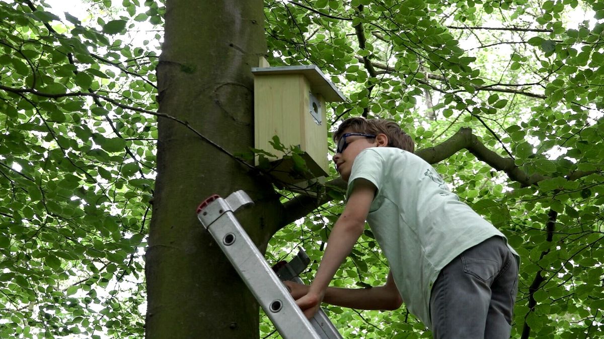 De mezen vliegen uit: 'Ze stierven massaal' - RTV Drenthe