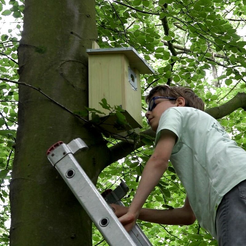 De mezen vliegen uit: 'Ze stierven massaal' - RTV Drenthe