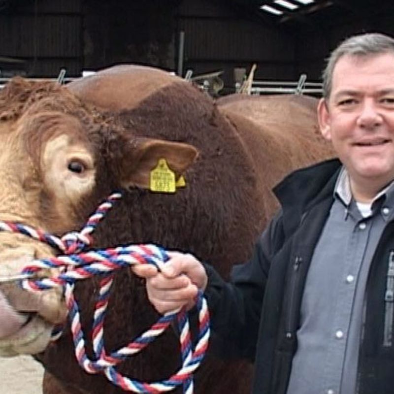 Grootste en zwaarste stier komt uit Bleskensgraaf - Rijnmond