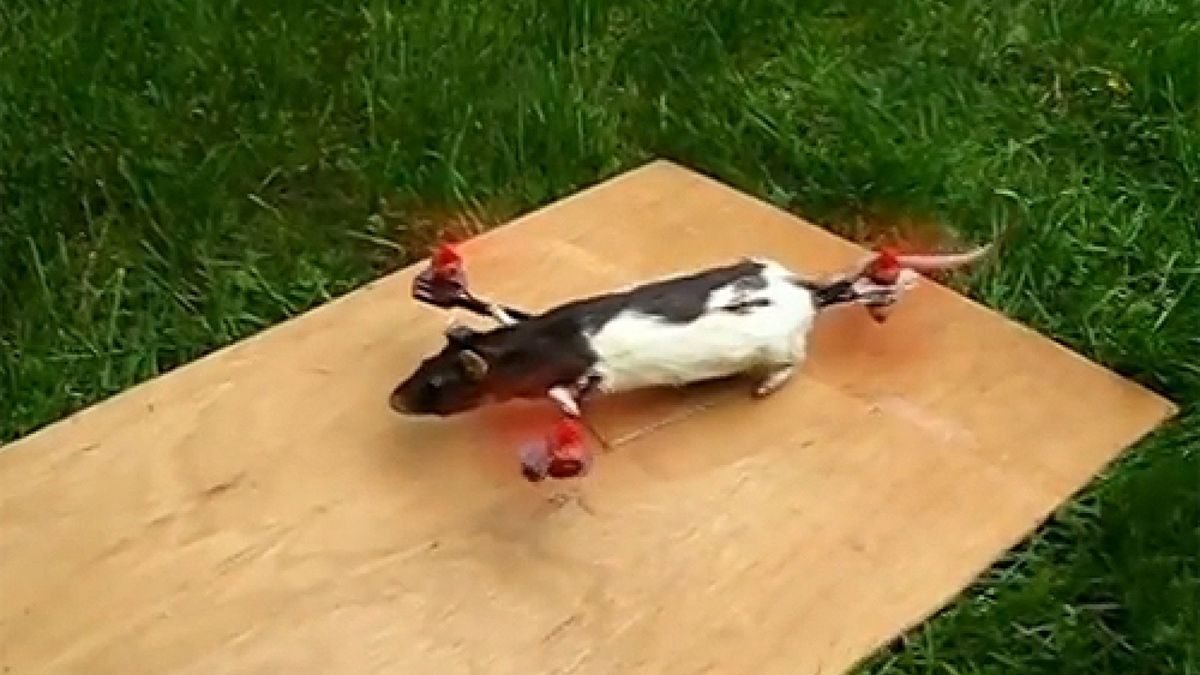 Dode rat vliegt door tuin in Ede - Omroep Gelderland