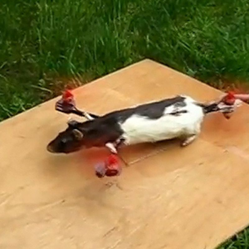 Dode rat vliegt door tuin in Ede - Omroep Gelderland