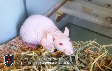 Van wie is deze albino naaktrat? - Omroep Gelderland