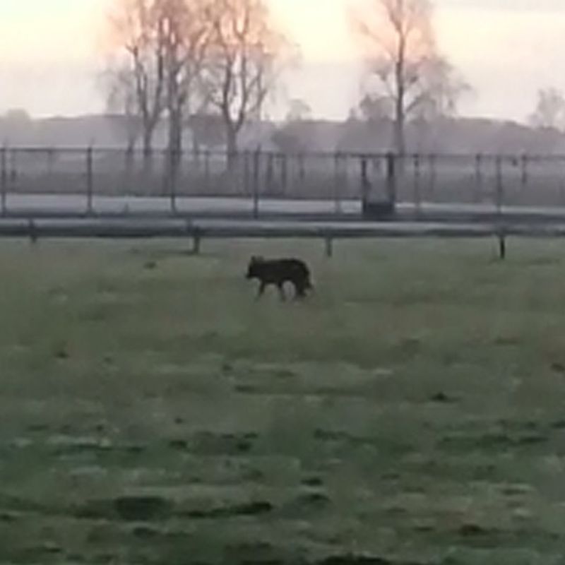 Wolf loopt van Drenthe naar Groningen [video] - RTV Drenthe
