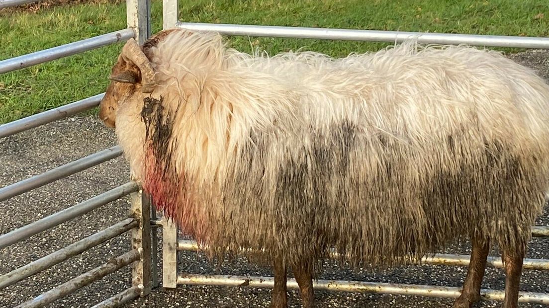 Zestig dode schapen rond Grolloo, wolvenconsulent waarschuwt voor meer ...