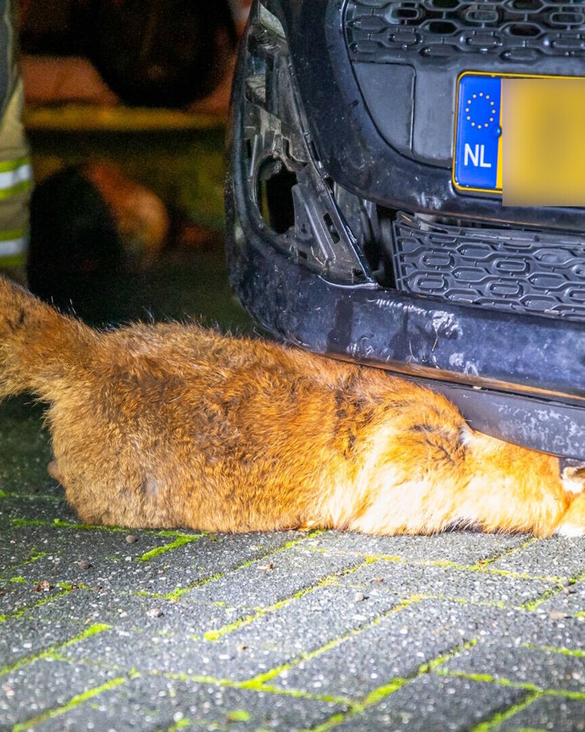 Vos belandt onder motorkap van auto in Hoogersmilde - RTV Drenthe