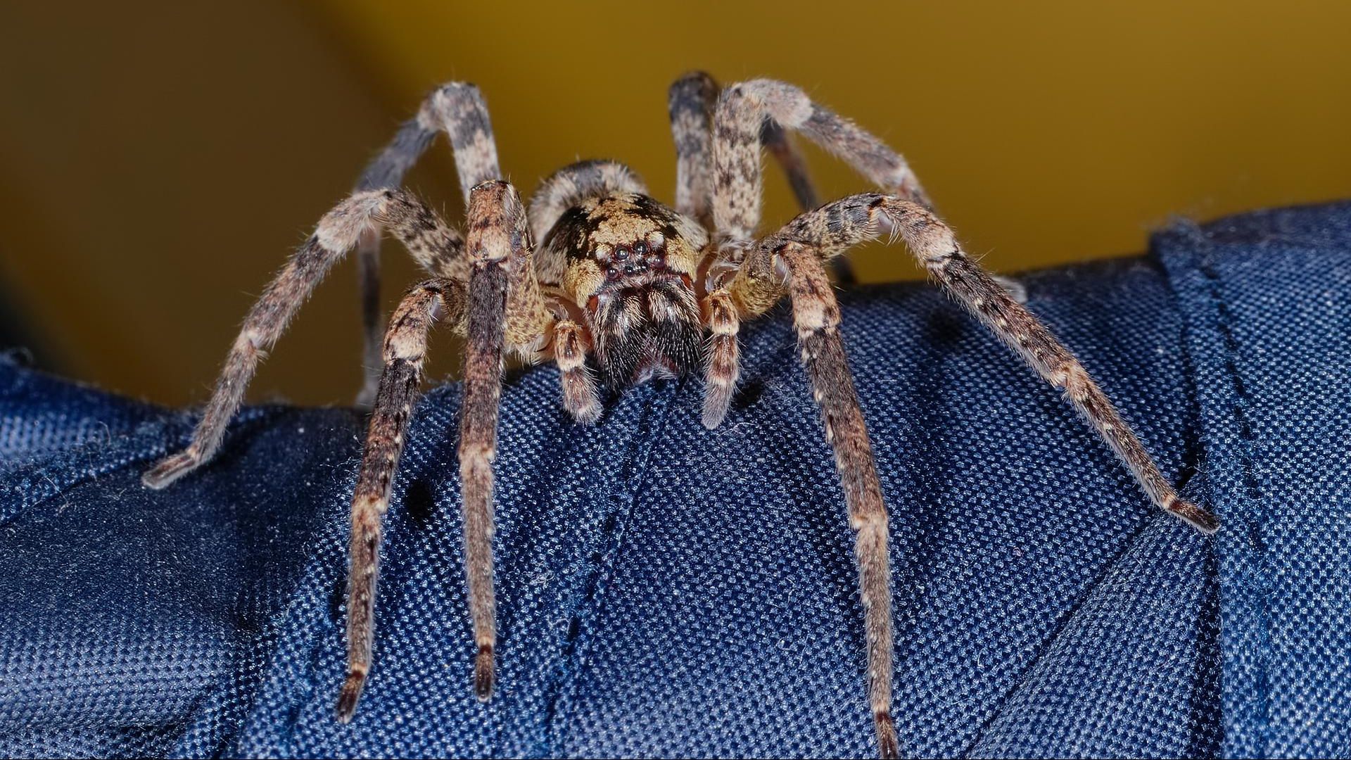 Valse wolfspin blijkt niet vals, maar kan wel bijten: 10 vragen over ...