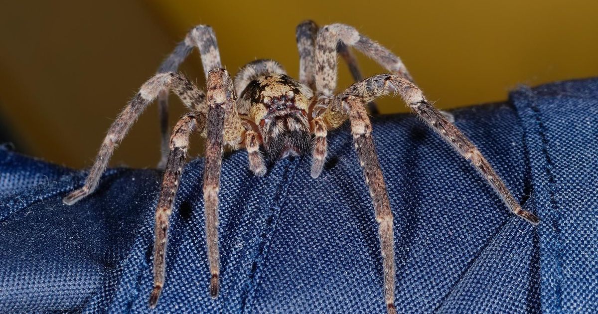 Valse wolfspin blijkt niet vals, maar kan wel bijten: 10 vragen over ...