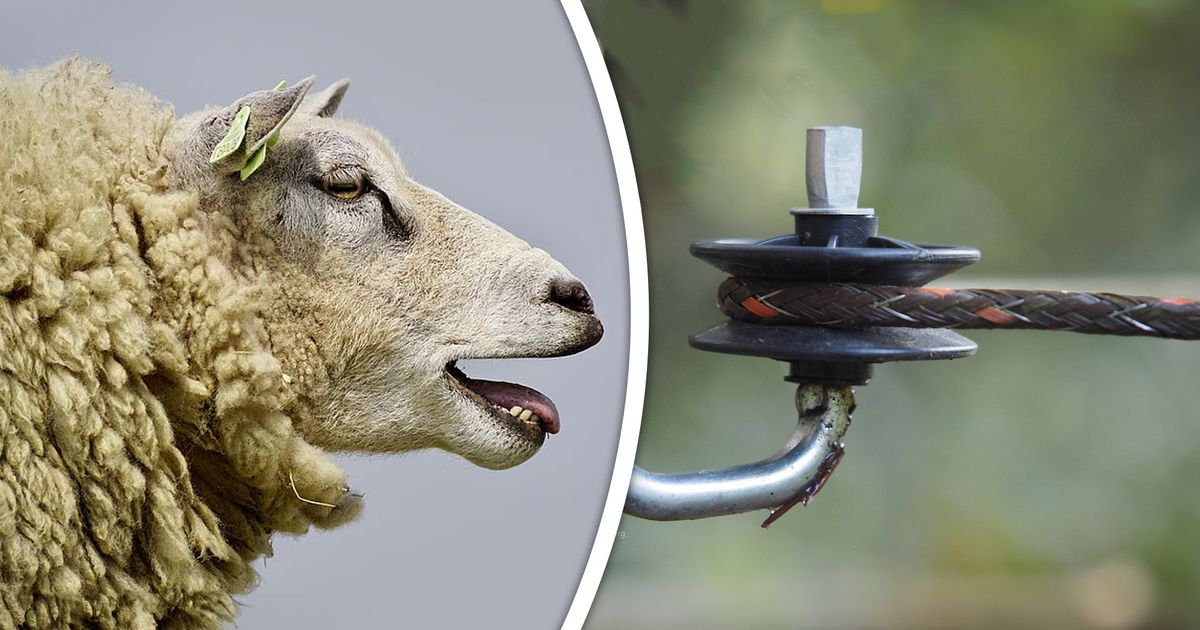 Cor vindt dat hij zijn schapen goed verzorgt, toch liggen er zes dood ...