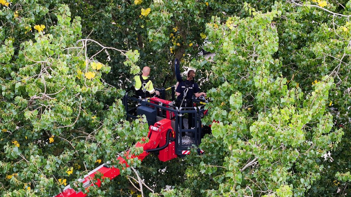 Kat hoog in boom • vrouw naar ziekenhuis - Omroep Gelderland