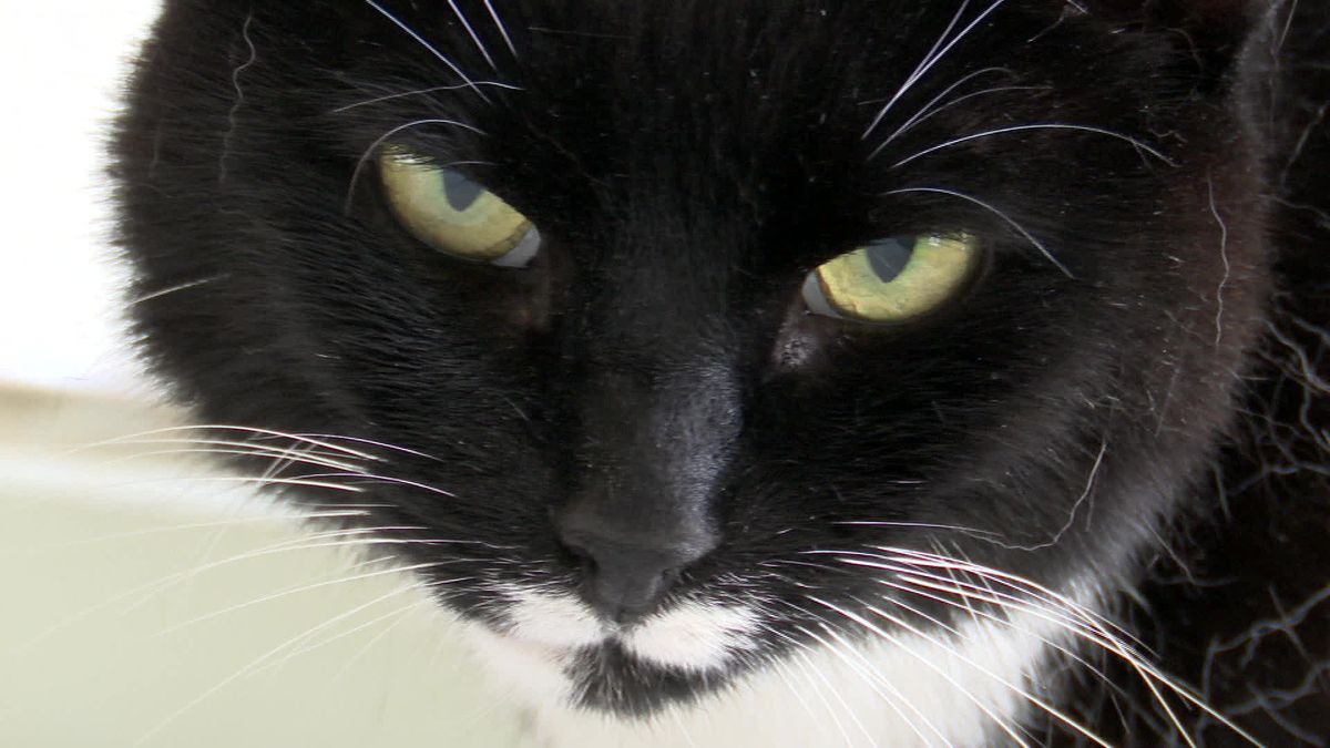 Kat Max na 10 jaar weer thuis - Omroep Zeeland