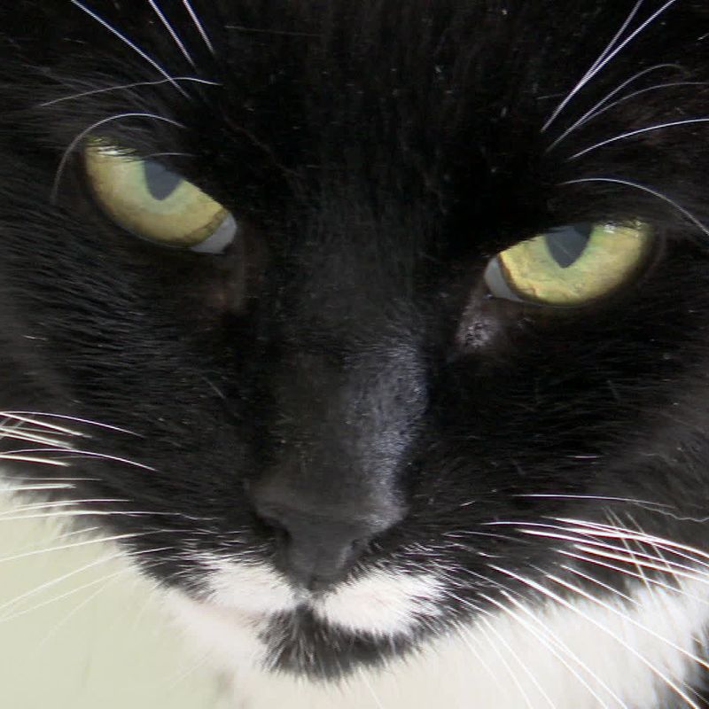 Kat Max na 10 jaar weer thuis - Omroep Zeeland