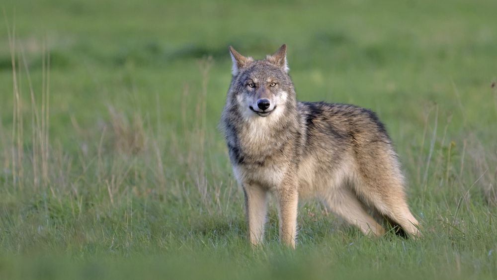 Lopend Vuur: Een probleemwolf mag je afschieten - RTV Noord