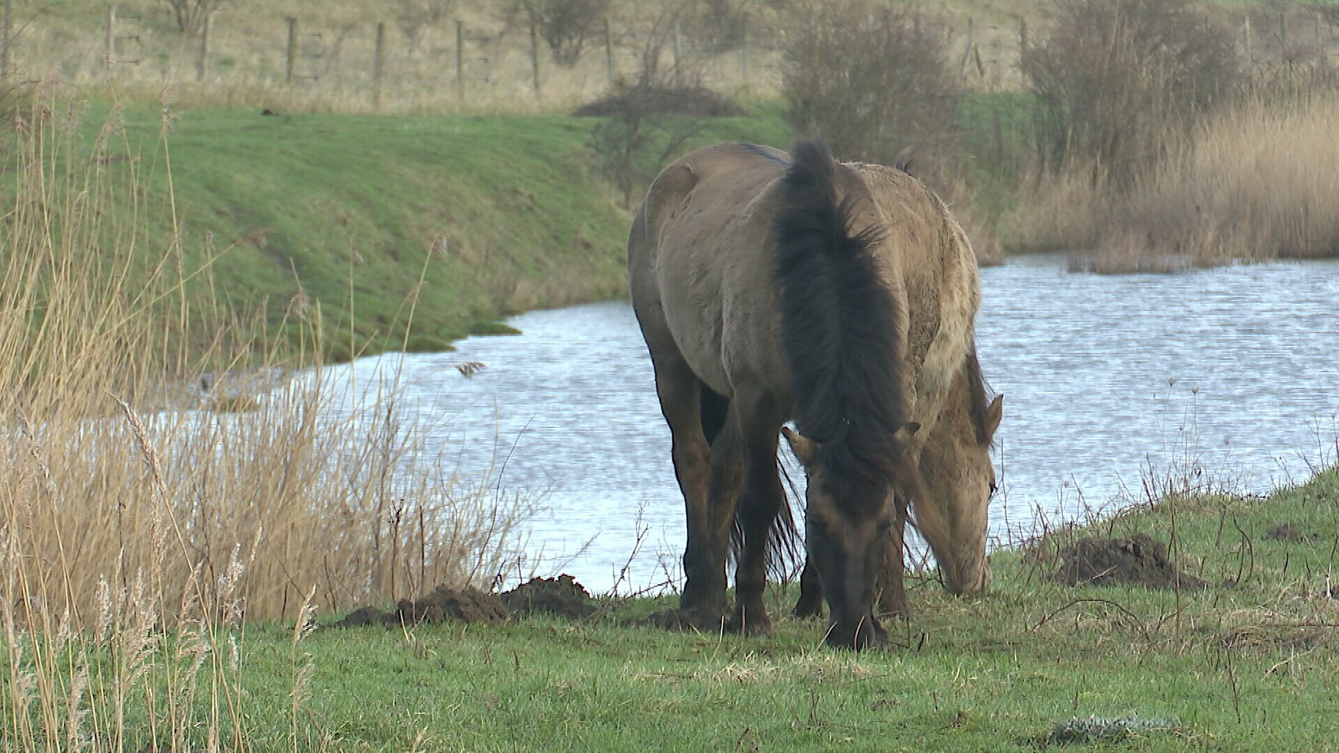 Zeeuws onderzoek: laat runderen, paarden en wisenten samen grazen ...