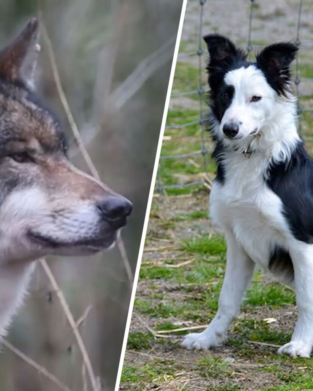 Grote zoekactie naar hond, na aanval wolf - Omroep Gelderland