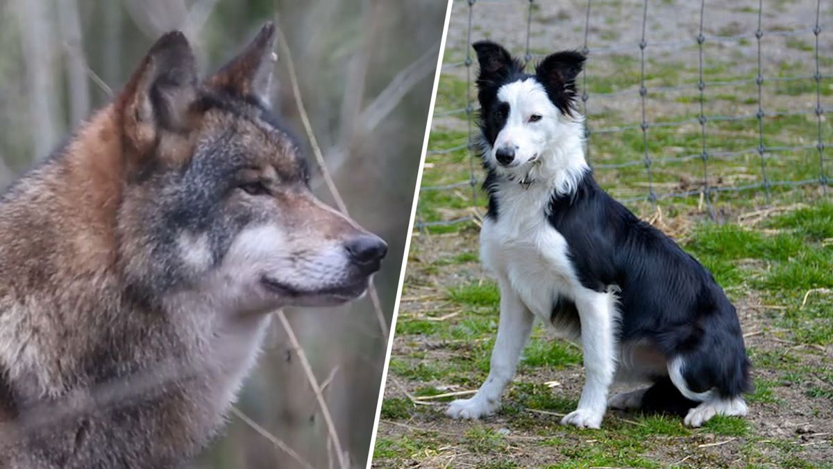 Grote zoekactie naar hond, na aanval wolf - Omroep Gelderland