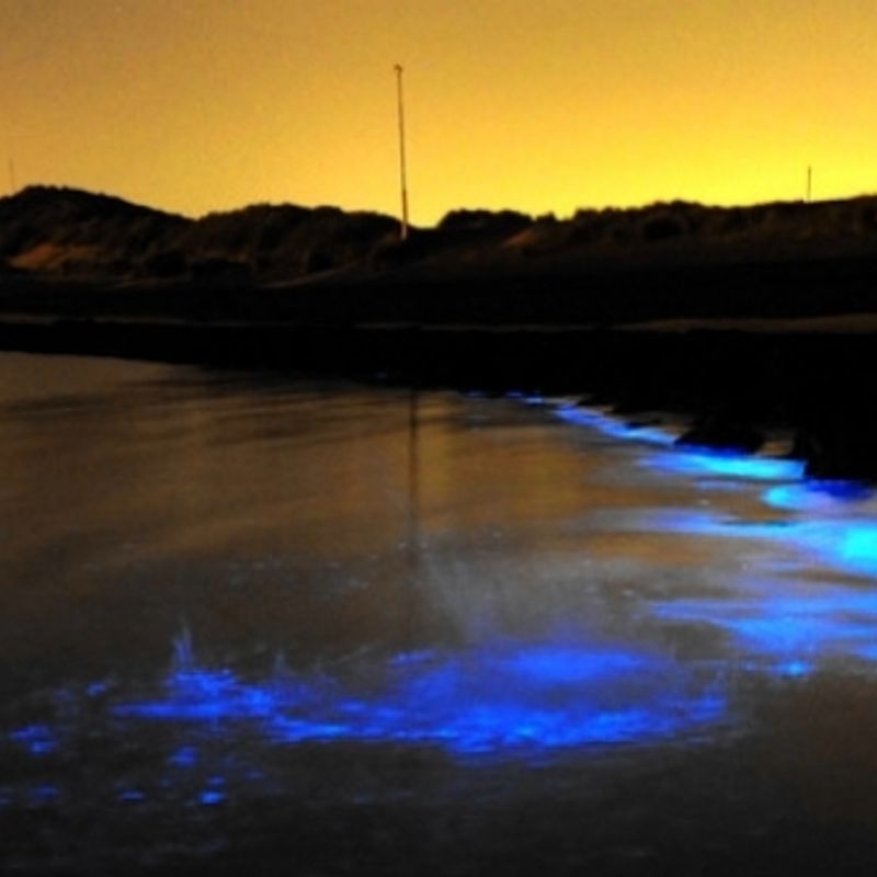 Licht de zee nog wel eens op door algen? - Rijnmond