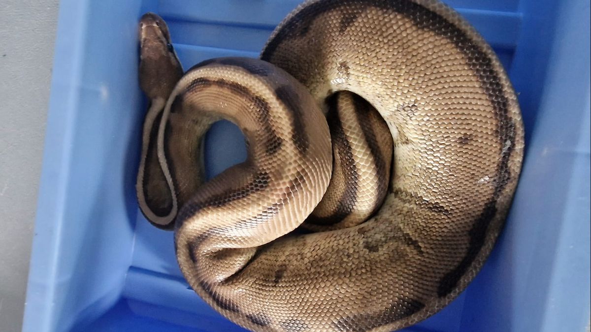 Puber vindt Koningspython tussen hockeyvelden in Spijkenisse - Rijnmond